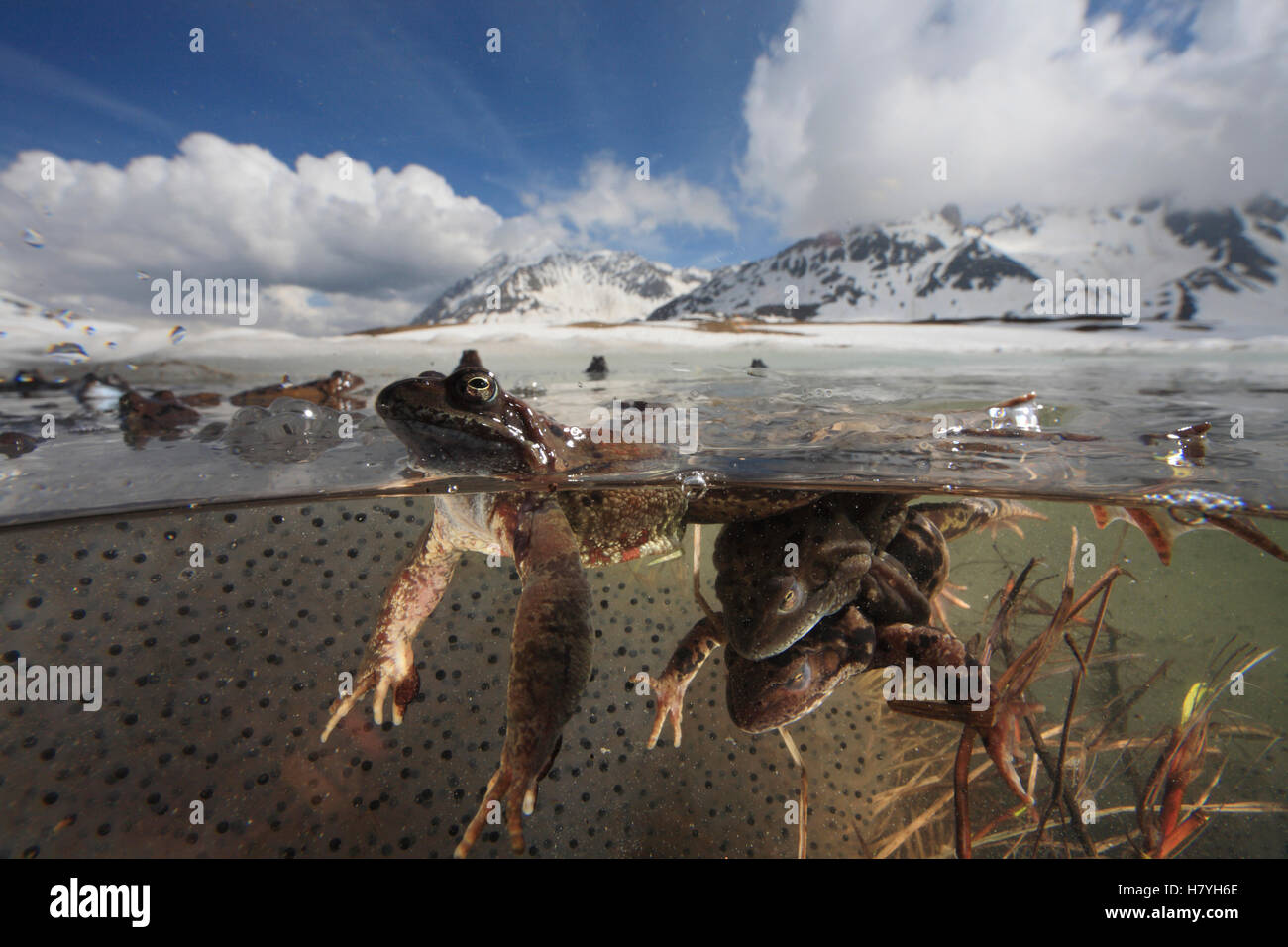 Common Frog (Rana temporaria) group in partially frozen pond with spawn ...