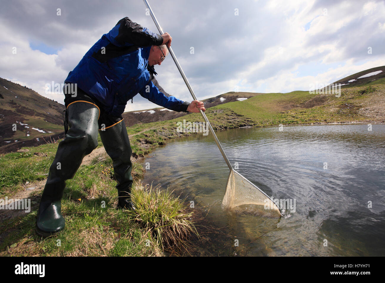 Common Frog (Rana temporaria) biologist Claude Miaud netting for frogs ...