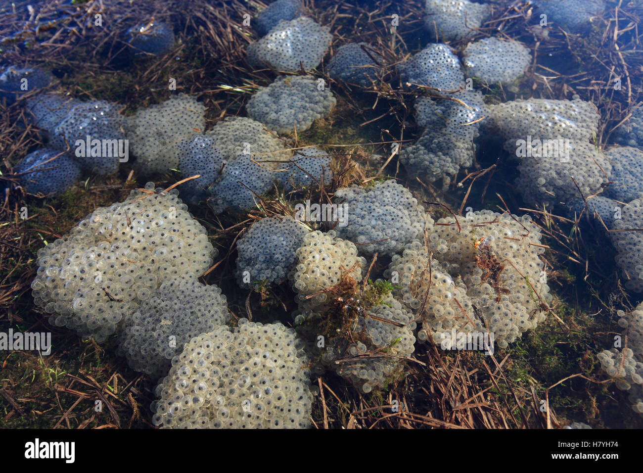 Common Frog (Rana temporaria) egg spawn, Alps, France Stock Photo - Alamy