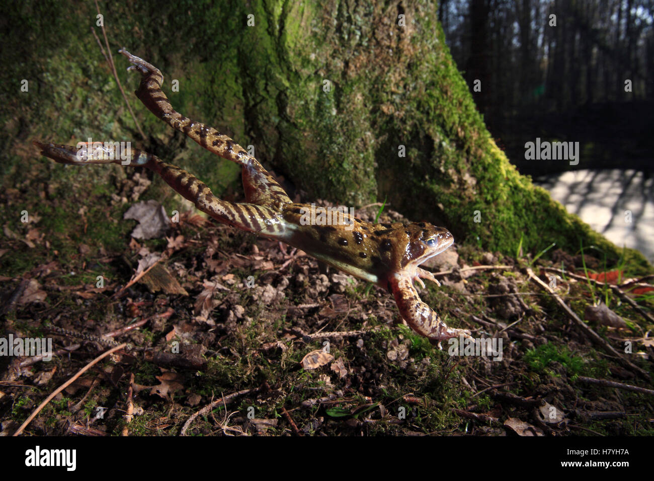 Common Frog (Rana temporaria) male jumping, Burgundy, France Stock ...