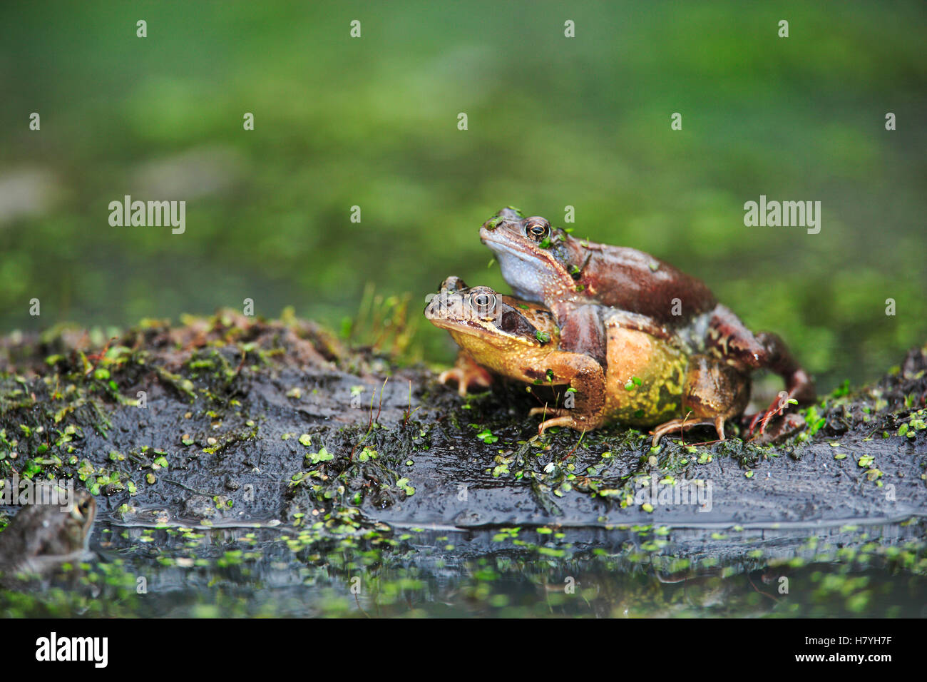 Common Frog (Rana temporaria) pair in amplexus, Burgundy, France Stock ...