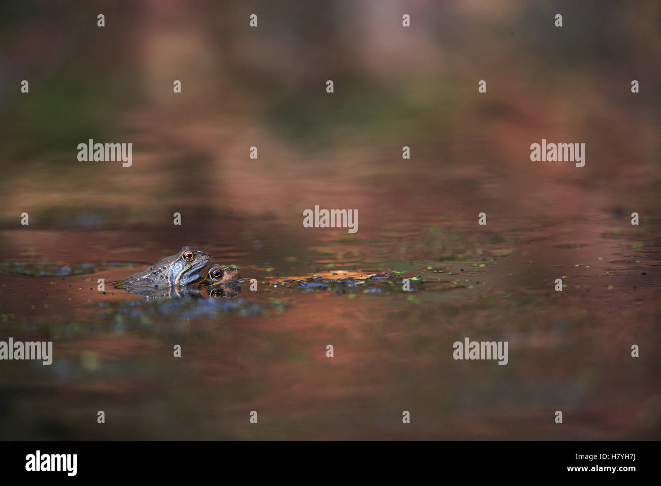Common Frog (Rana temporaria) pair in amplexus, Burgundy, France Stock ...