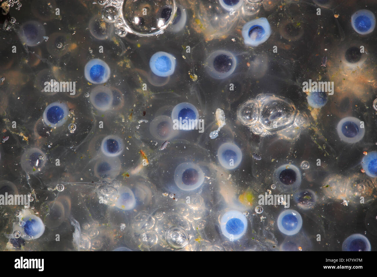 Common Frog (Rana temporaria) egg spawn, Burgundy, France Stock Photo ...