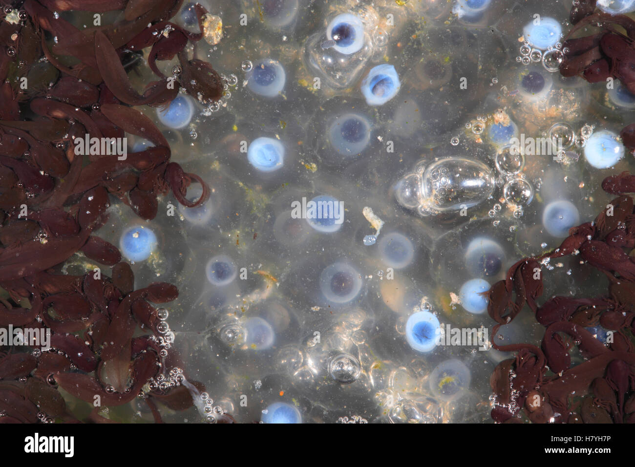 Common Frog (Rana temporaria) egg spawn and tadpoles, Burgundy, France ...