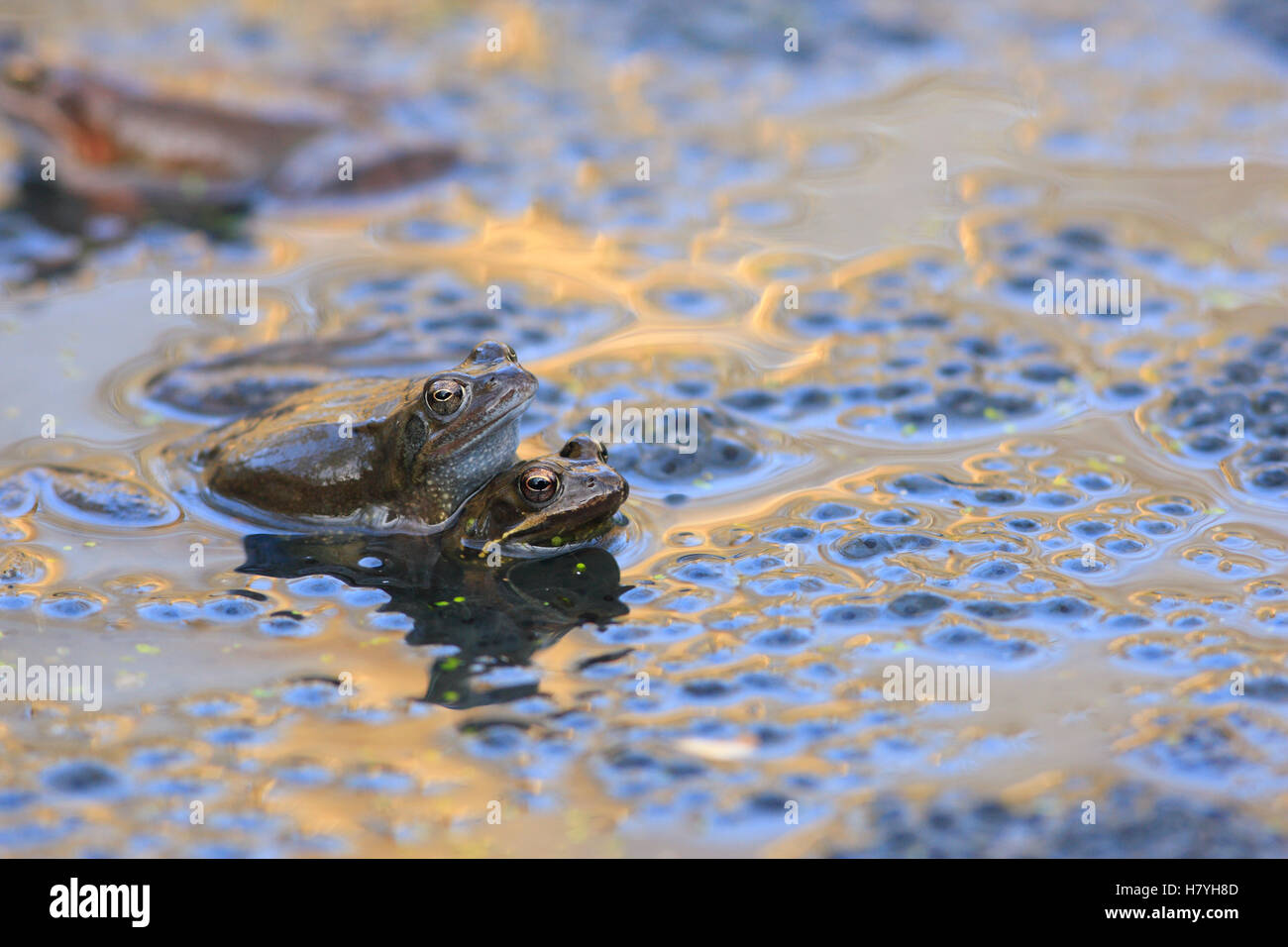 Common Frog (Rana temporaria) pair in amplexus with frog spawn ...