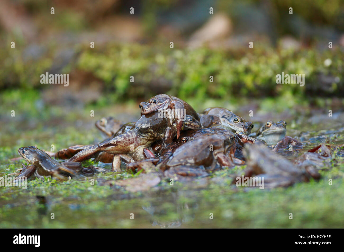 Common Frog (Rana temporaria) males competing over female, Burgundy ...