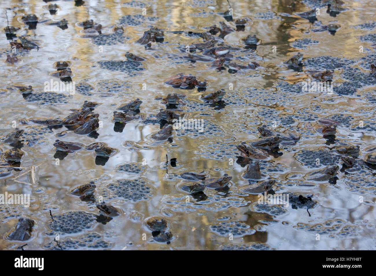 Common Frog (Rana temporaria) group in breeding pond with spawn, Alsace ...