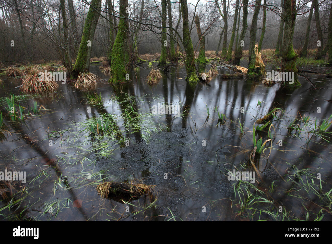 Agile Frog (Rana dalmatina) spawning pond in forest, Alsace, France ...