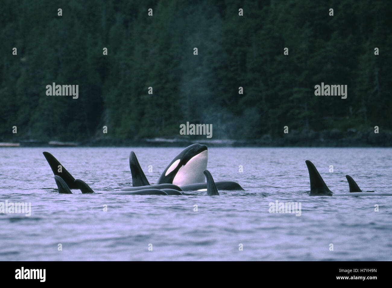 Orca (Orcinus orca) spy hopping in pod, Johnstone Strait, British ...