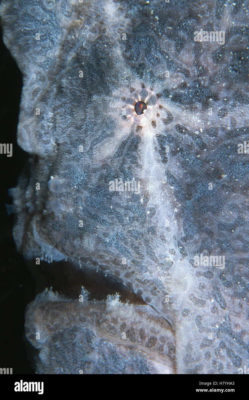 Frogfish (Antennariidae) face, Borneo, Malaysia Stock Photo - Alamy