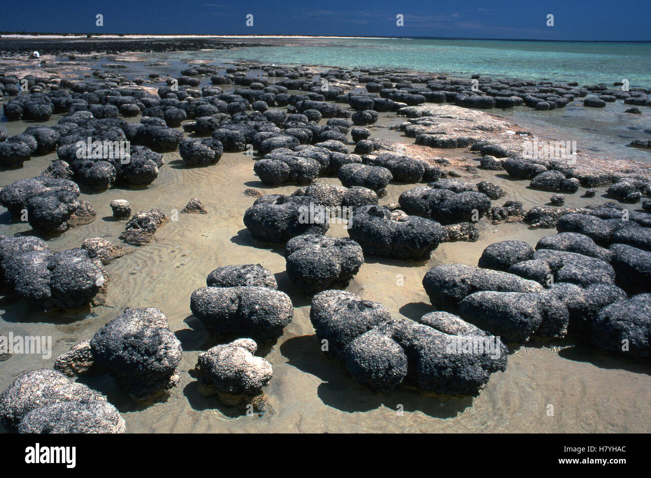 Stromatolites exposed at low tide, colonies of blue-green algae, the ...