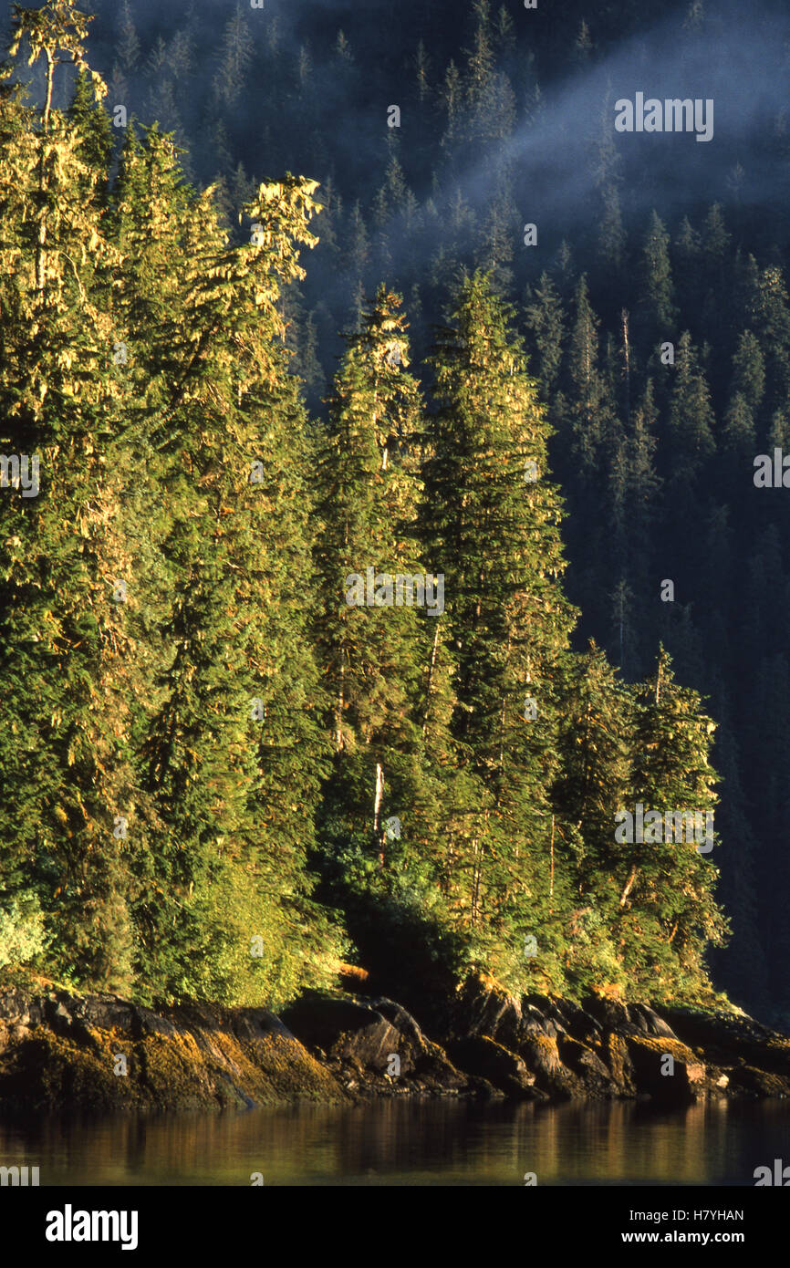 Western Hemlock (Tsuga heterophylla) and Sitka Spruce (Picea sitchensis ...