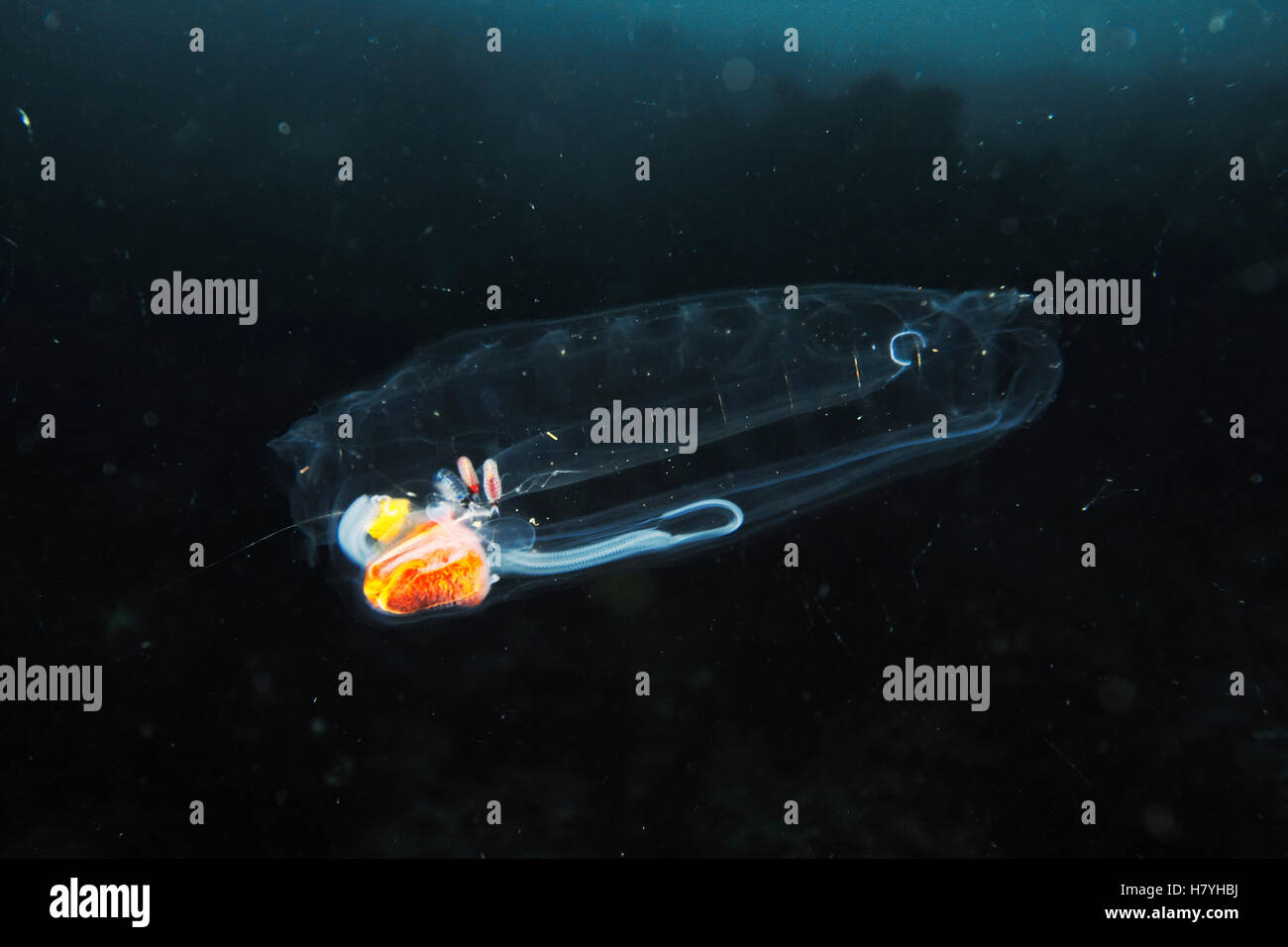 Salp (Salpa thompsoni), planktonic tunicate, Antarctica Stock Photo - Alamy