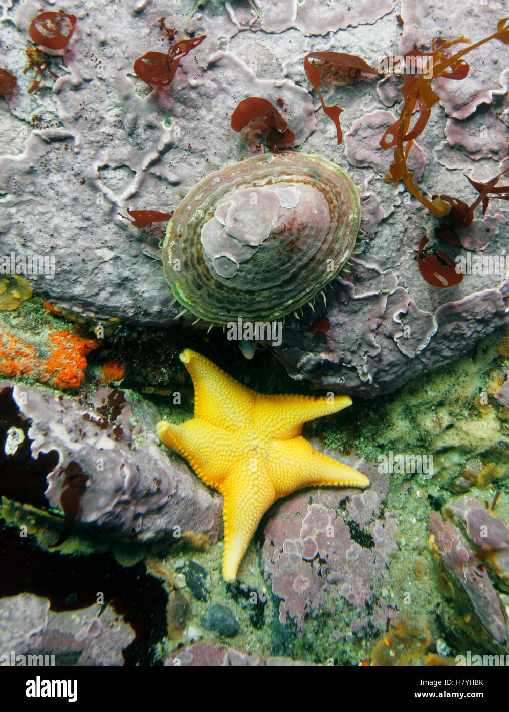 Sea Star (Odontaster sp) and limpet, Antarctica Stock Photo - Alamy