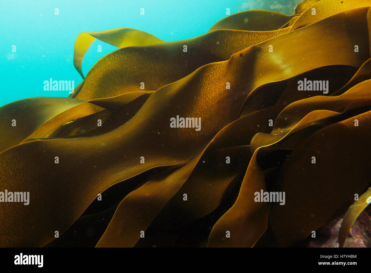 Ribbon Kelp (Durvillaea antarctica), Antarctica Stock Photo - Alamy