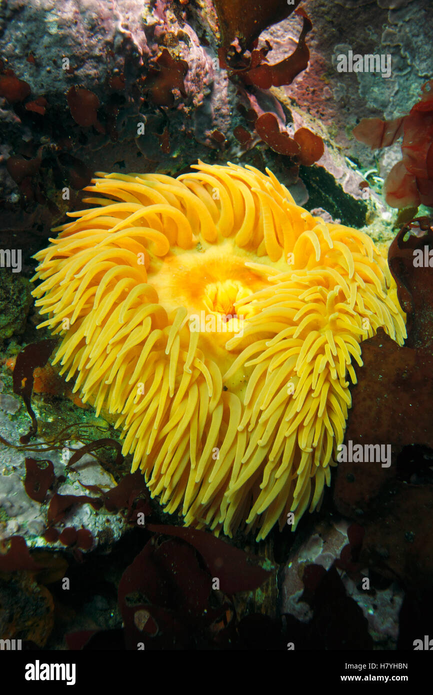 Sea Anemone (Urticinopsis antarctica), Antarctica Stock Photo - Alamy