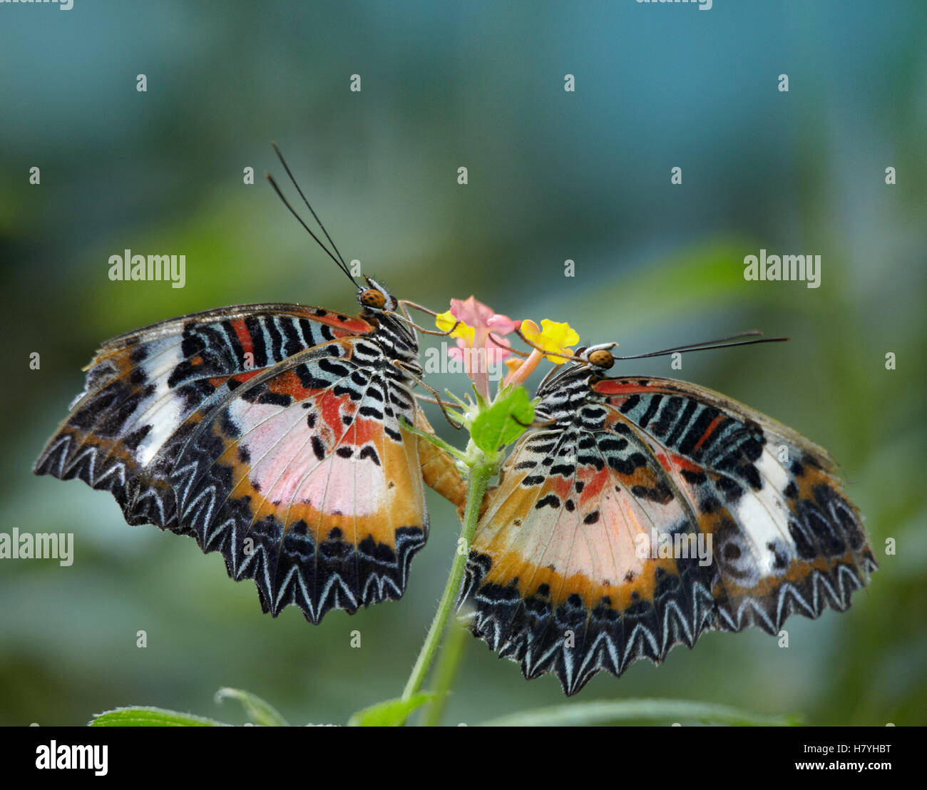 Nymphalid Butterfly (Cethosia luzonica) pair mating, native to Asia ...