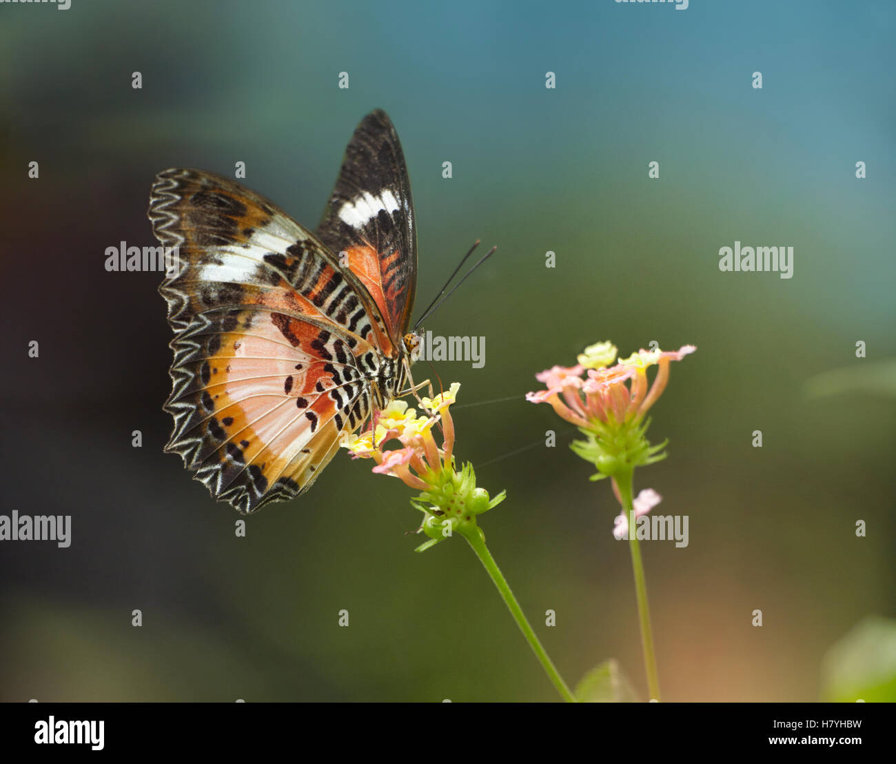 Nymphalid Butterfly (Cethosia luzonica) feeding on flower nectar ...