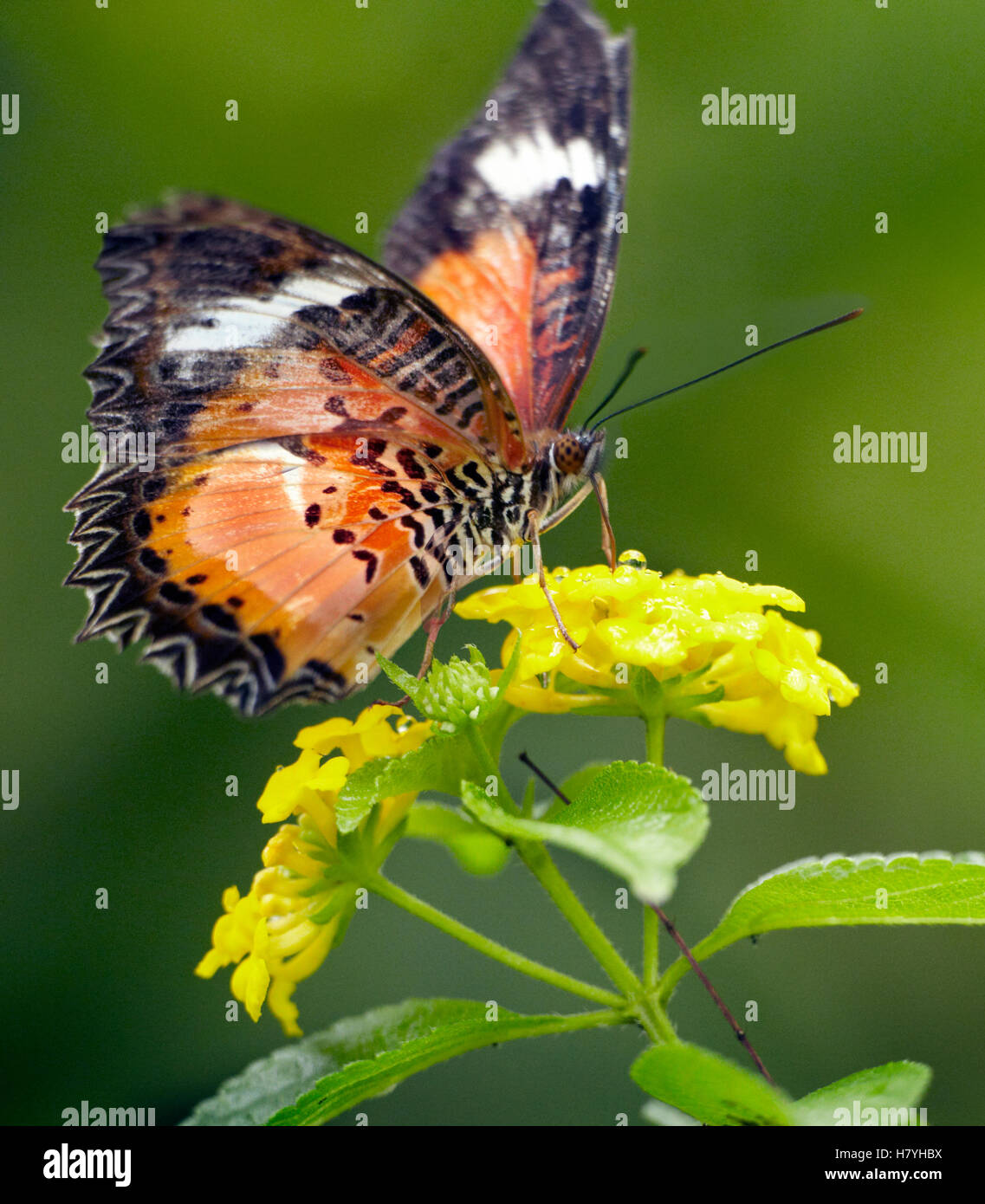 Nymphalid Butterfly (Cethosia luzonica) feeding on flower nectar ...