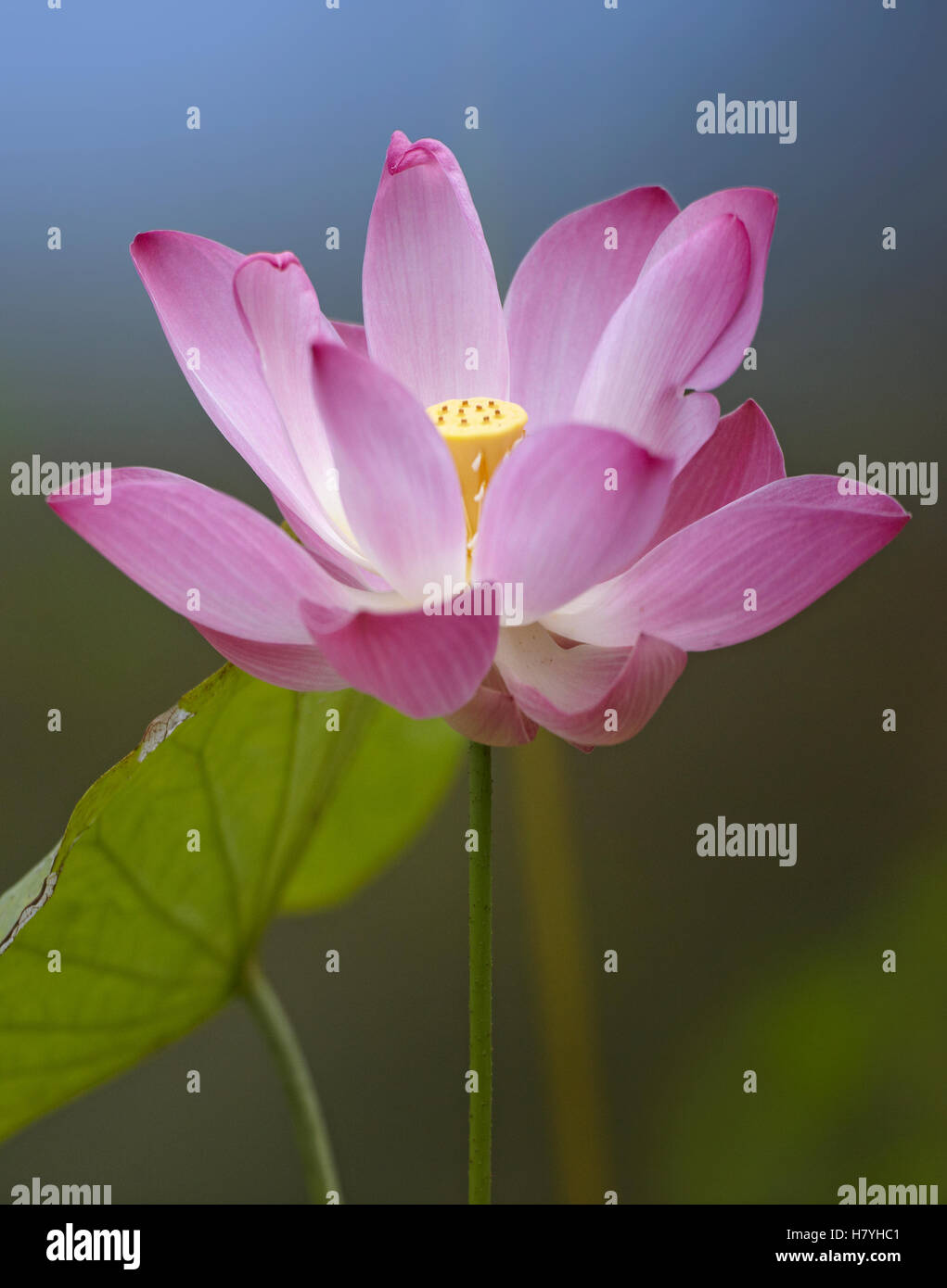 Sacred Lotus (Nelumbo nucifera) flower, native to Asia Stock Photo - Alamy