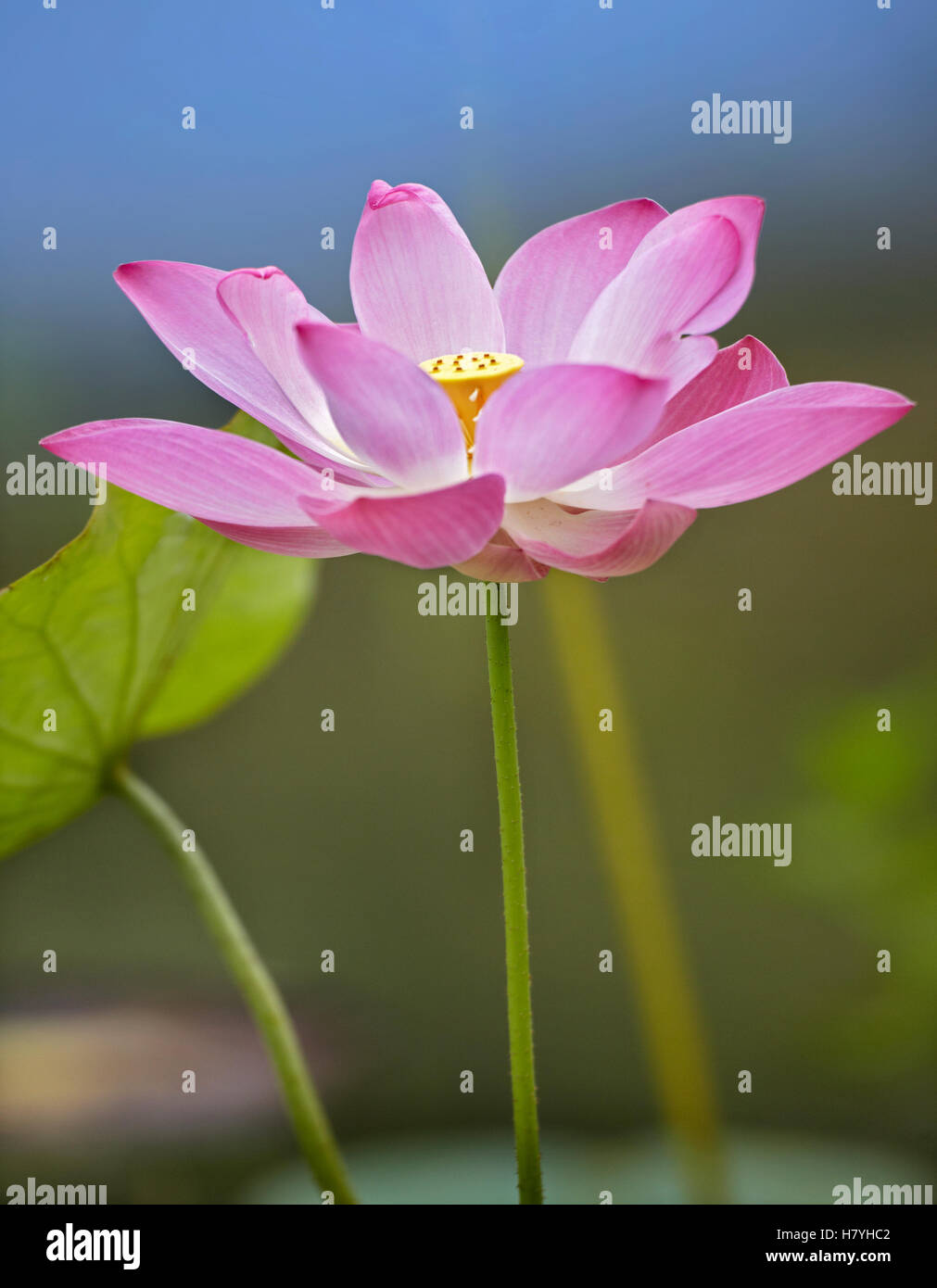 Sacred Lotus (Nelumbo nucifera) flower, native to Asia Stock Photo - Alamy