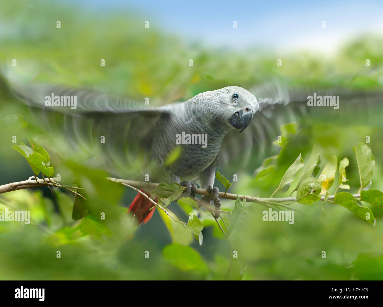 African Grey Parrot (Psittacus erithacus) flapping, native to Africa ...
