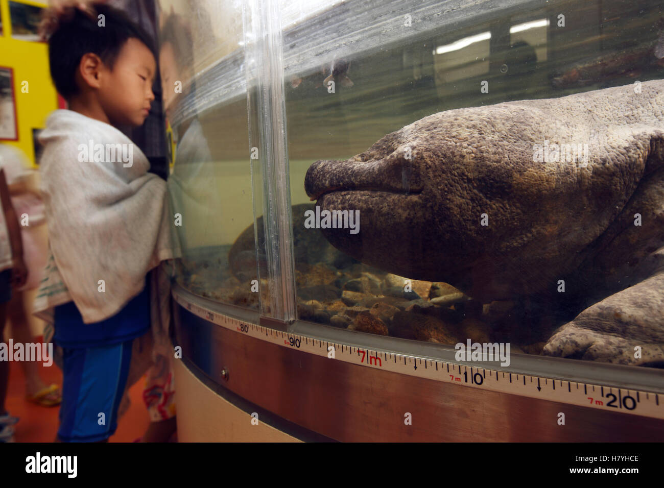 Chinese Giant Salamander (Andrias davidianus) in aquarium, Honshu ...