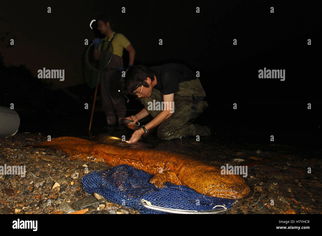 Japanese Giant Salamander (Andrias japonicus) and Chinese Giant ...