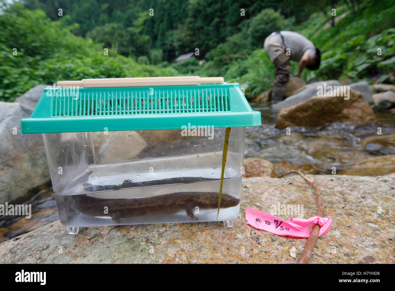 Japanese Giant Salamander (Andrias japonicus) juvenile in tank, Honshu ...