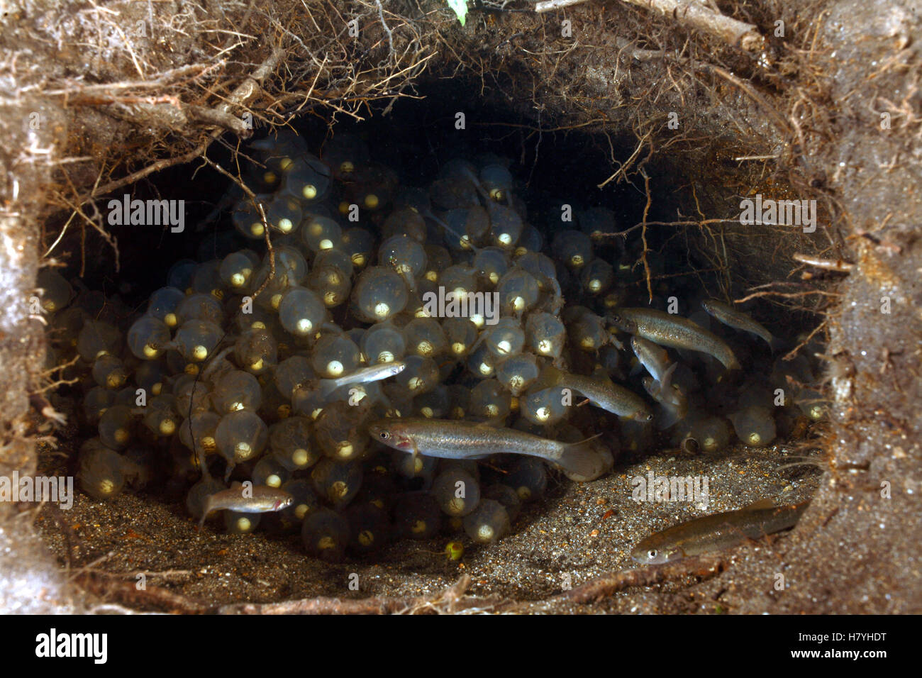 Japanese Giant Salamander (Andrias japonicus) nest with eggs and fish ...