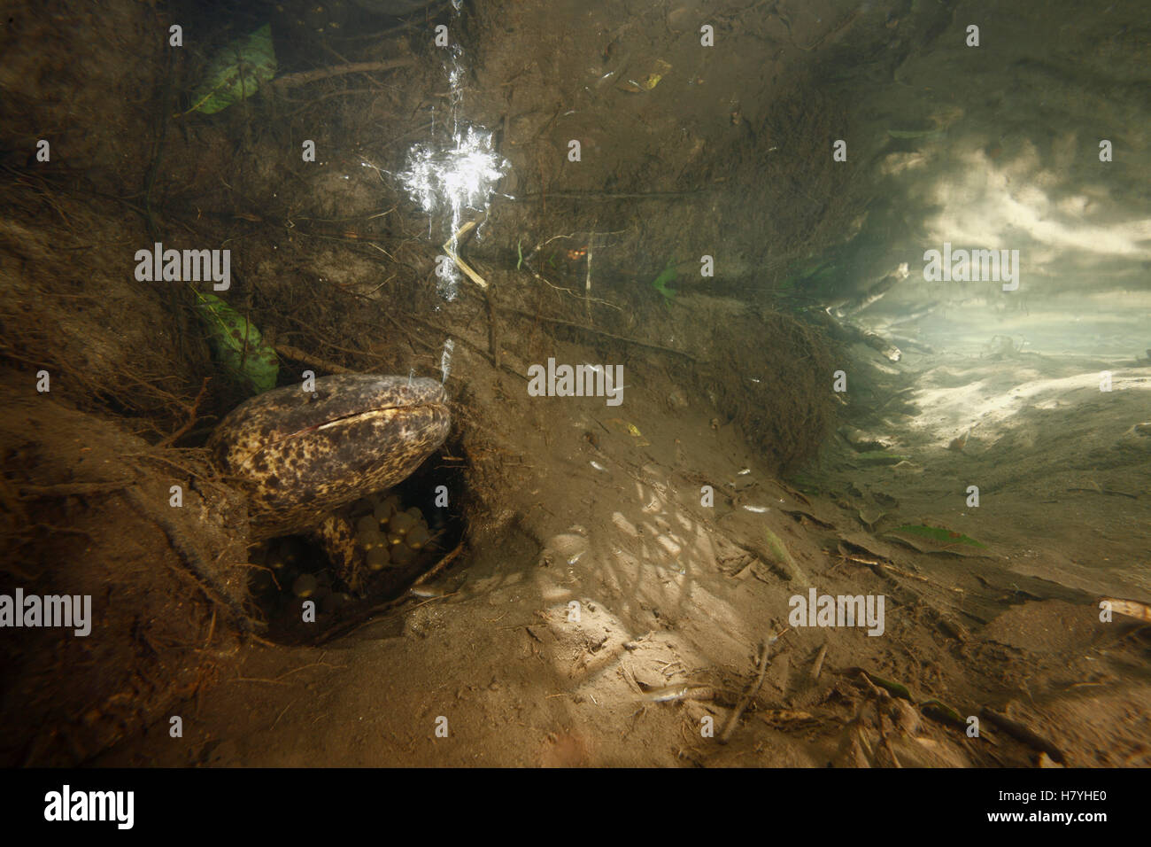 Japanese Giant Salamander (Andrias japonicus) male guarding nest with ...
