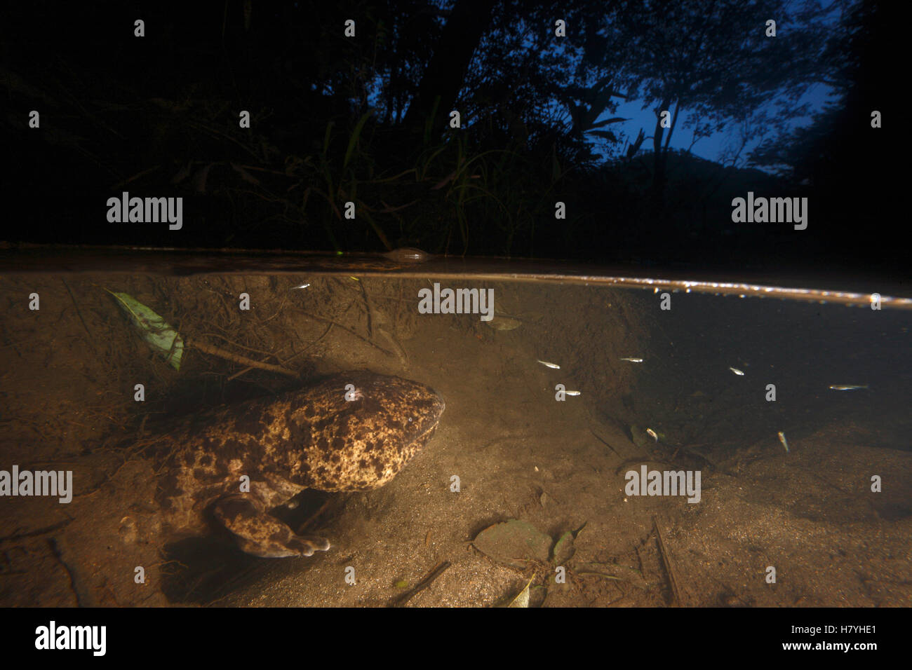 Japanese Giant Salamander (Andrias japonicus) male guarding nest with ...