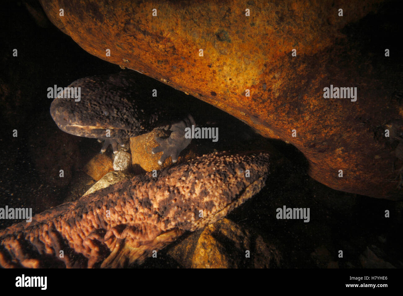 Japanese Giant Salamander (Andrias japonicus) pair during the mating ...