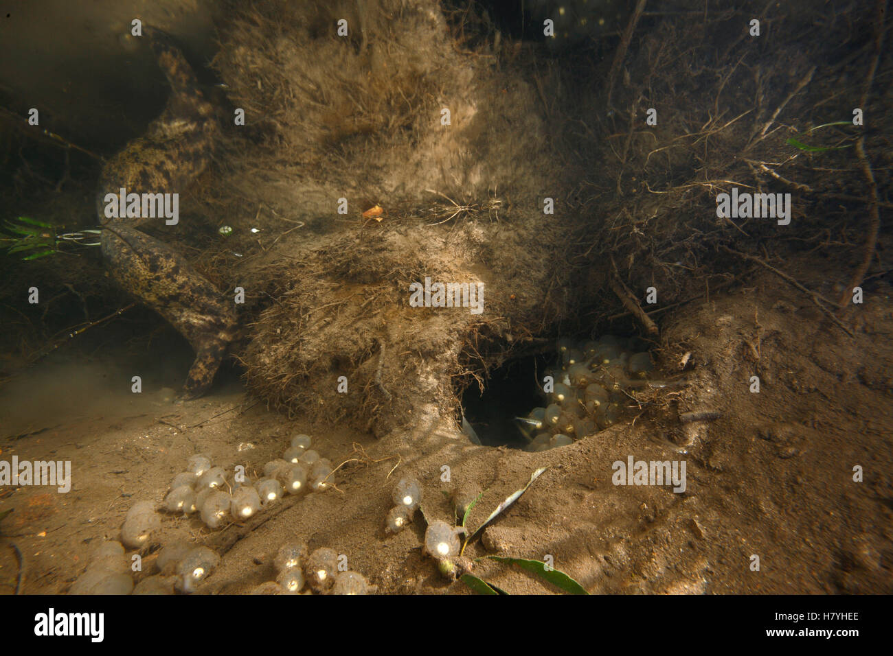 Japanese Giant Salamander (Andrias japonicus) nest with eggs, Honshu ...