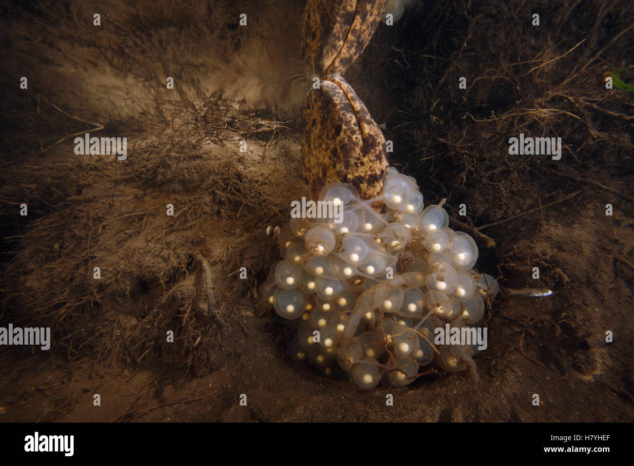 Japanese Giant Salamander (Andrias japonicus) male guarding nest with ...