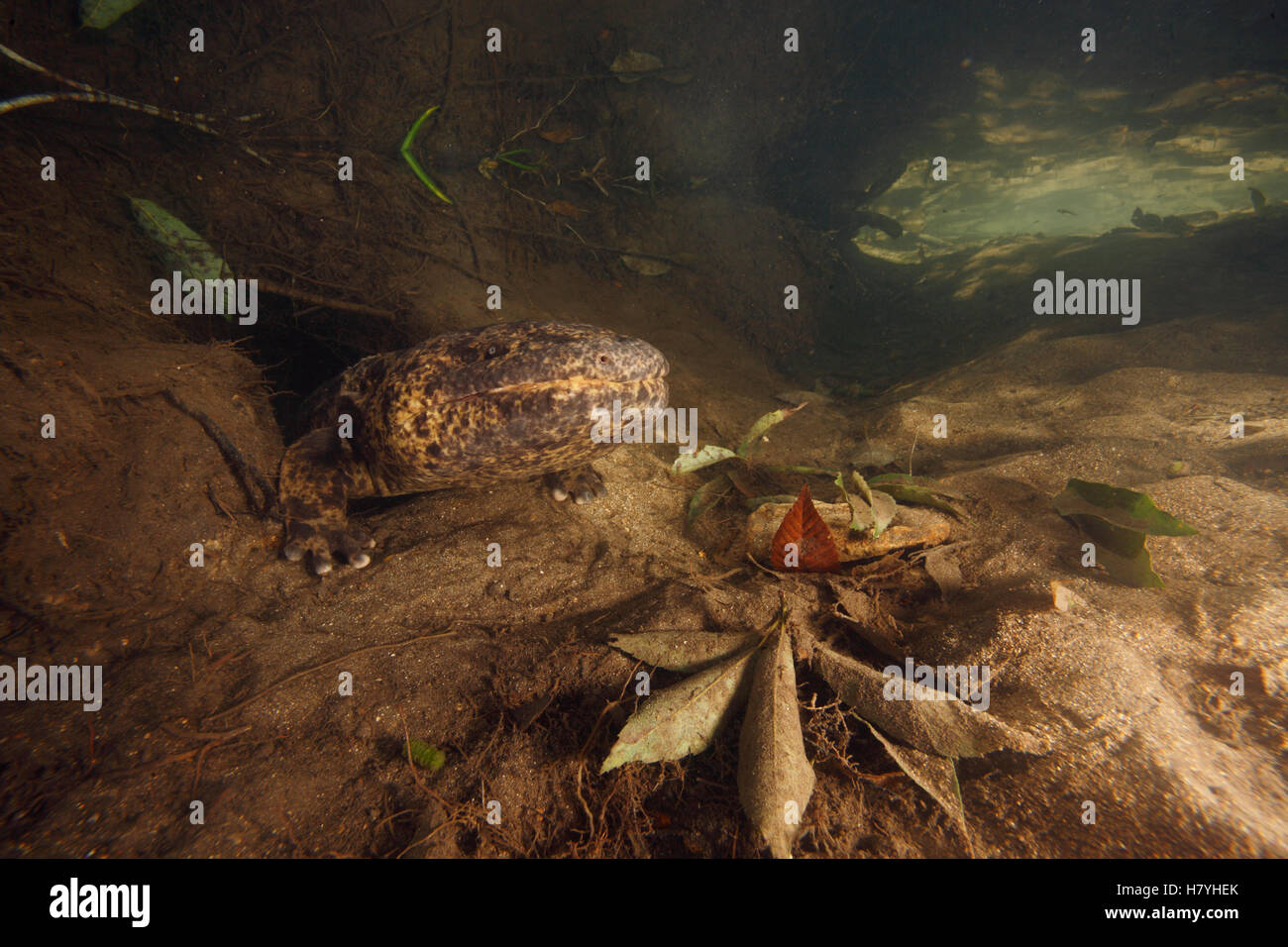 Japanese Giant Salamander (Andrias japonicus) in burrow, Honshu, Japan ...