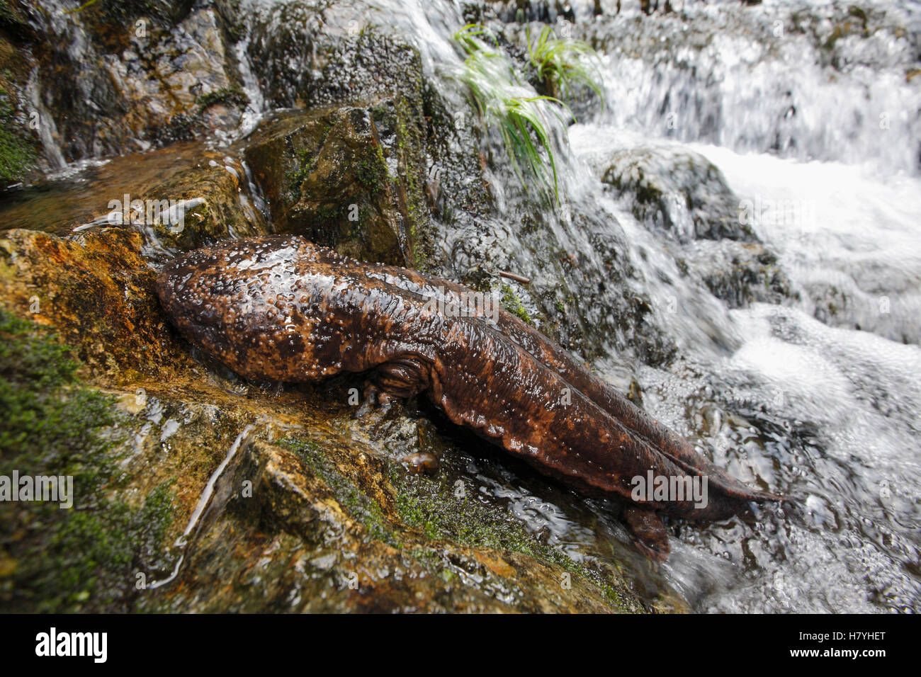 Japanese Giant Salamander (Andrias japonicus) on stream bank, Honshu ...