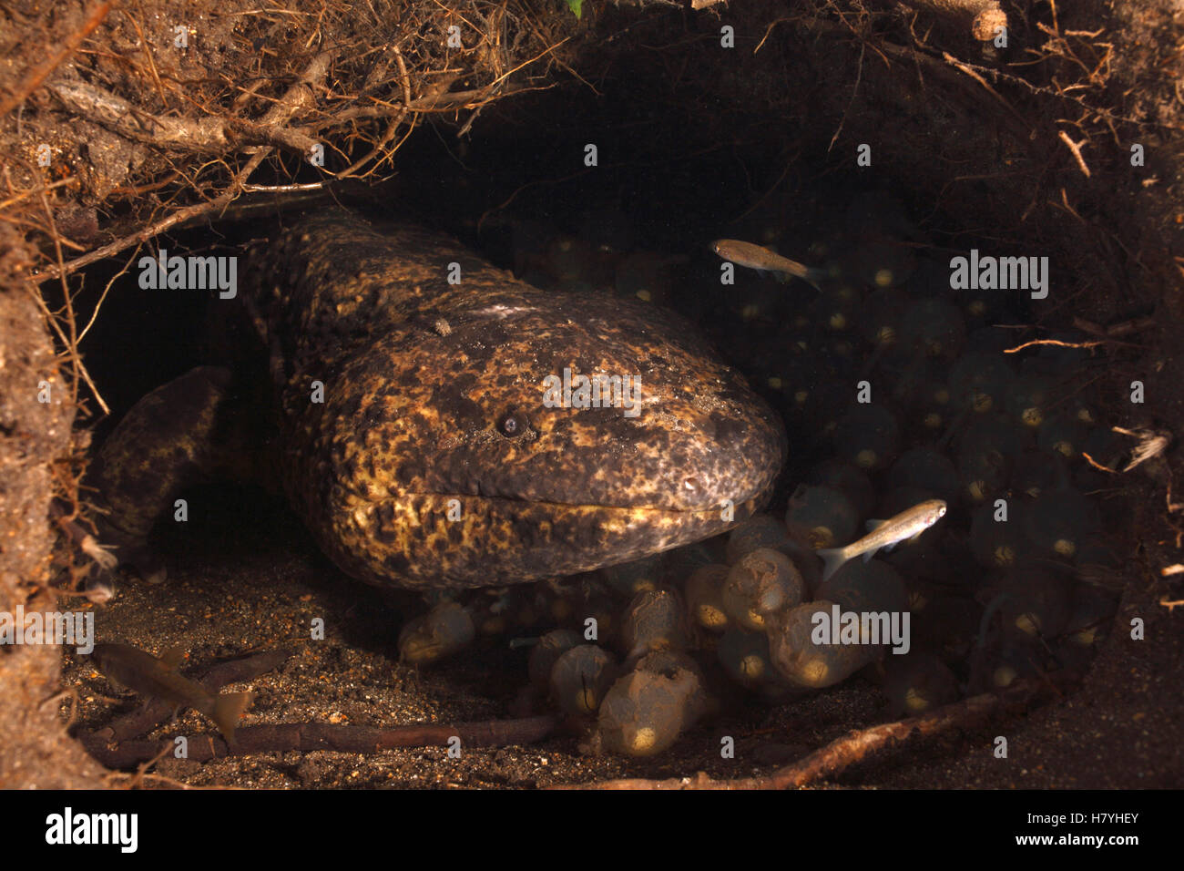 Japanese Giant Salamander (Andrias japonicus) male guarding nest with ...