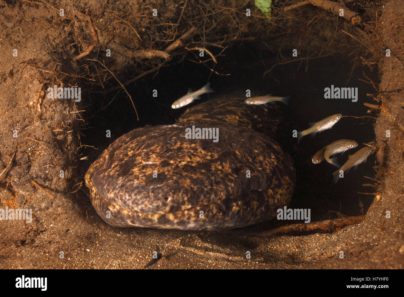 Japanese Giant Salamander (Andrias japonicus) male guarding nest with ...