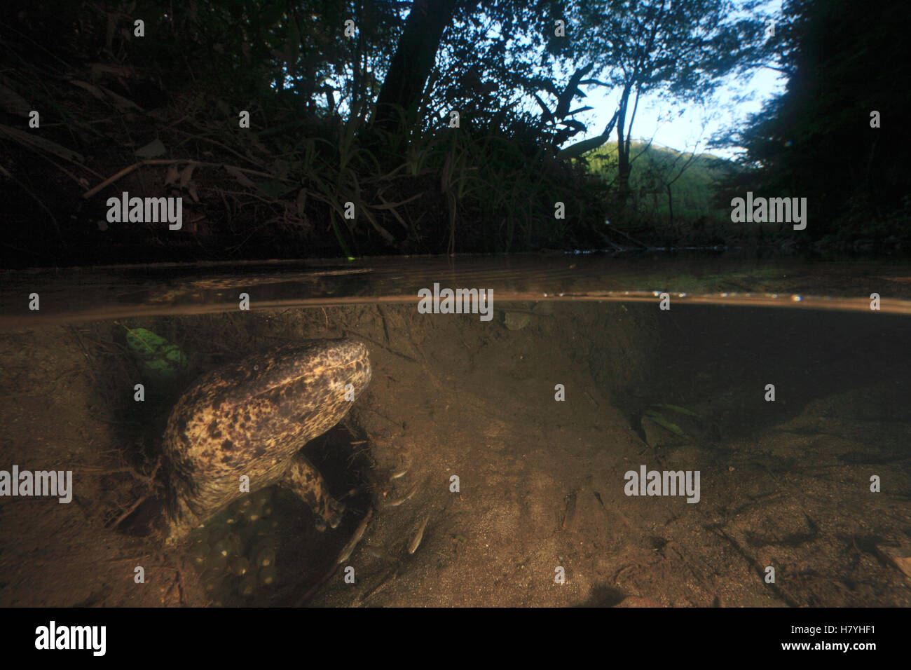 Japanese Giant Salamander (Andrias japonicus) male guarding nest with ...
