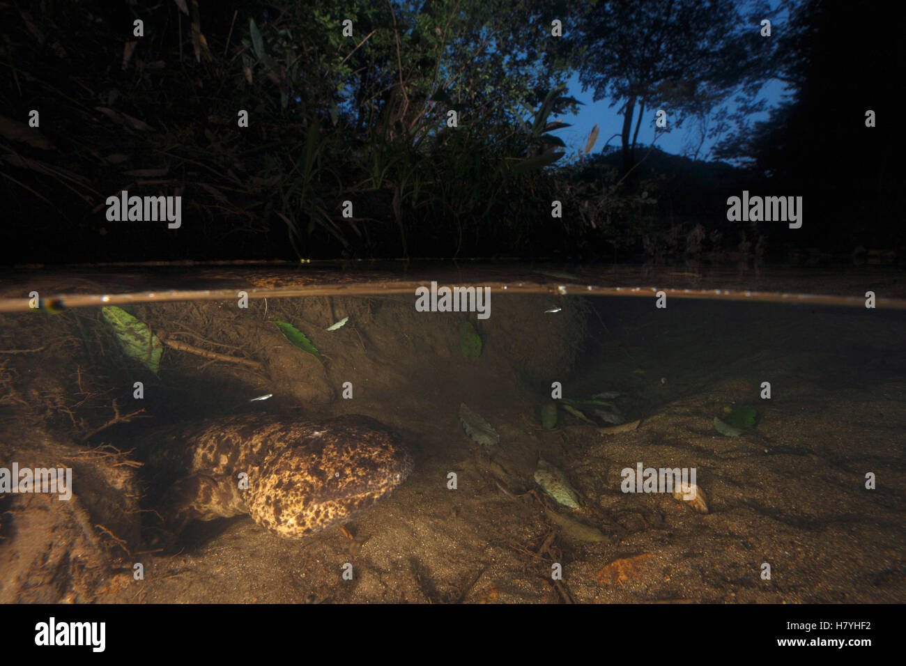 Japanese Giant Salamander (Andrias japonicus) male guarding nest with ...