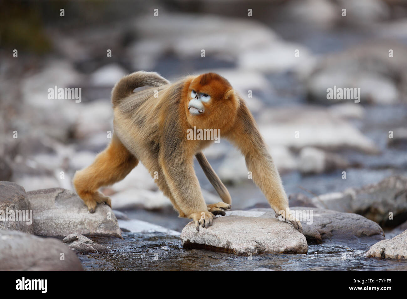Golden Snub-nosed Monkey (Rhinopithecus roxellana) male crossing stream ...