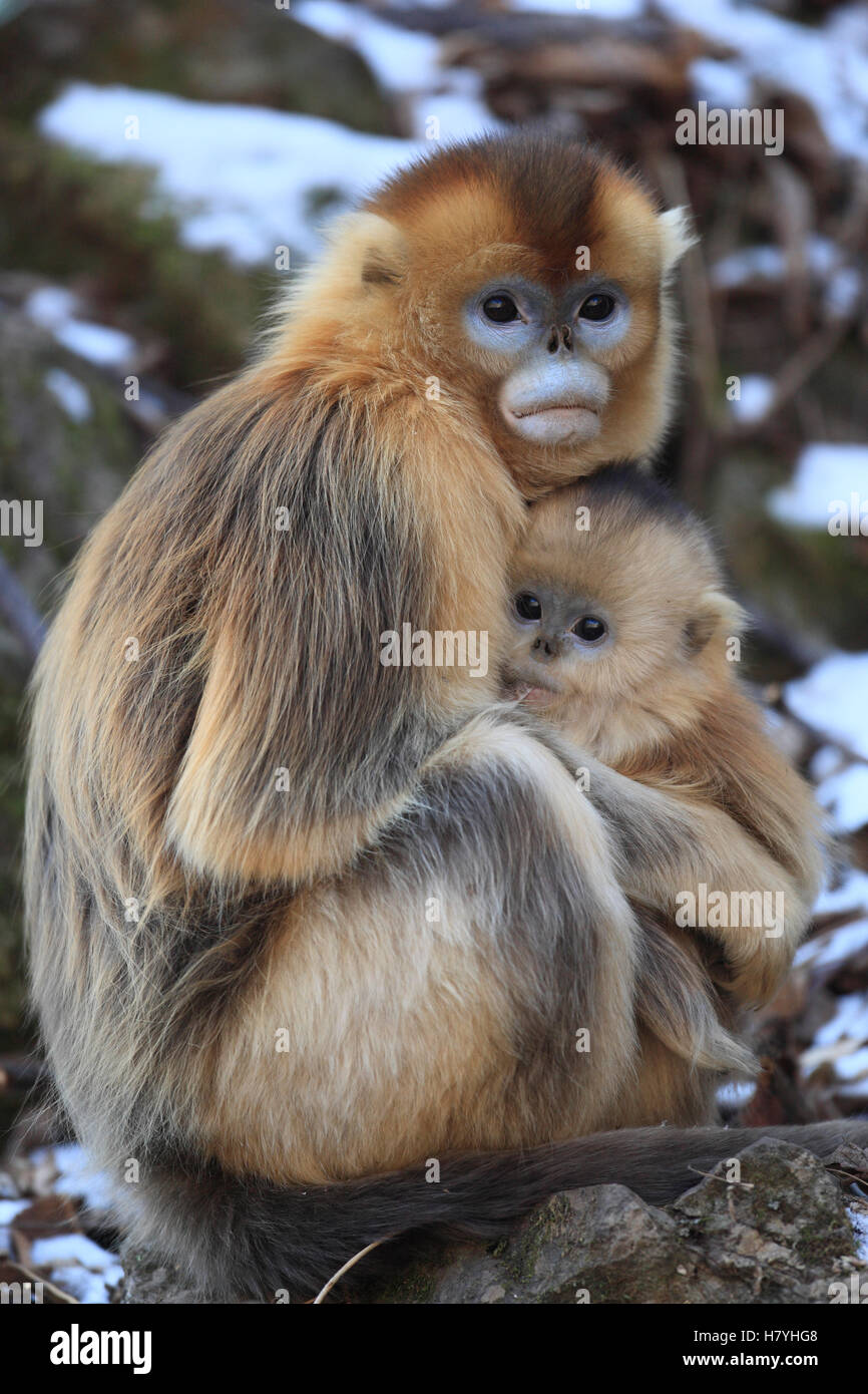 Golden Snub-nosed Monkey (Rhinopithecus roxellana) female and young ...