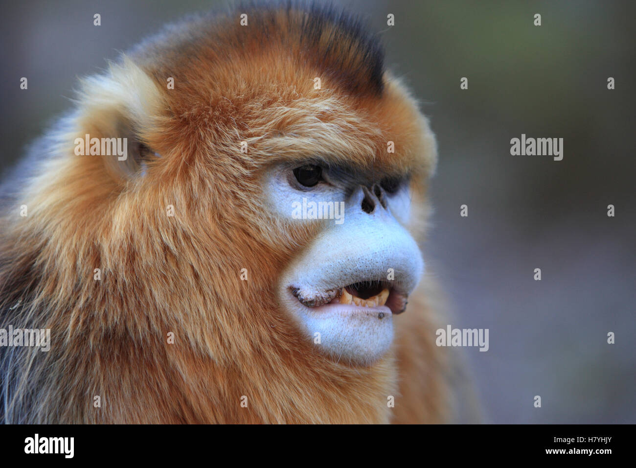 Golden Snub-nosed Monkey (Rhinopithecus roxellana) male, Qinling ...