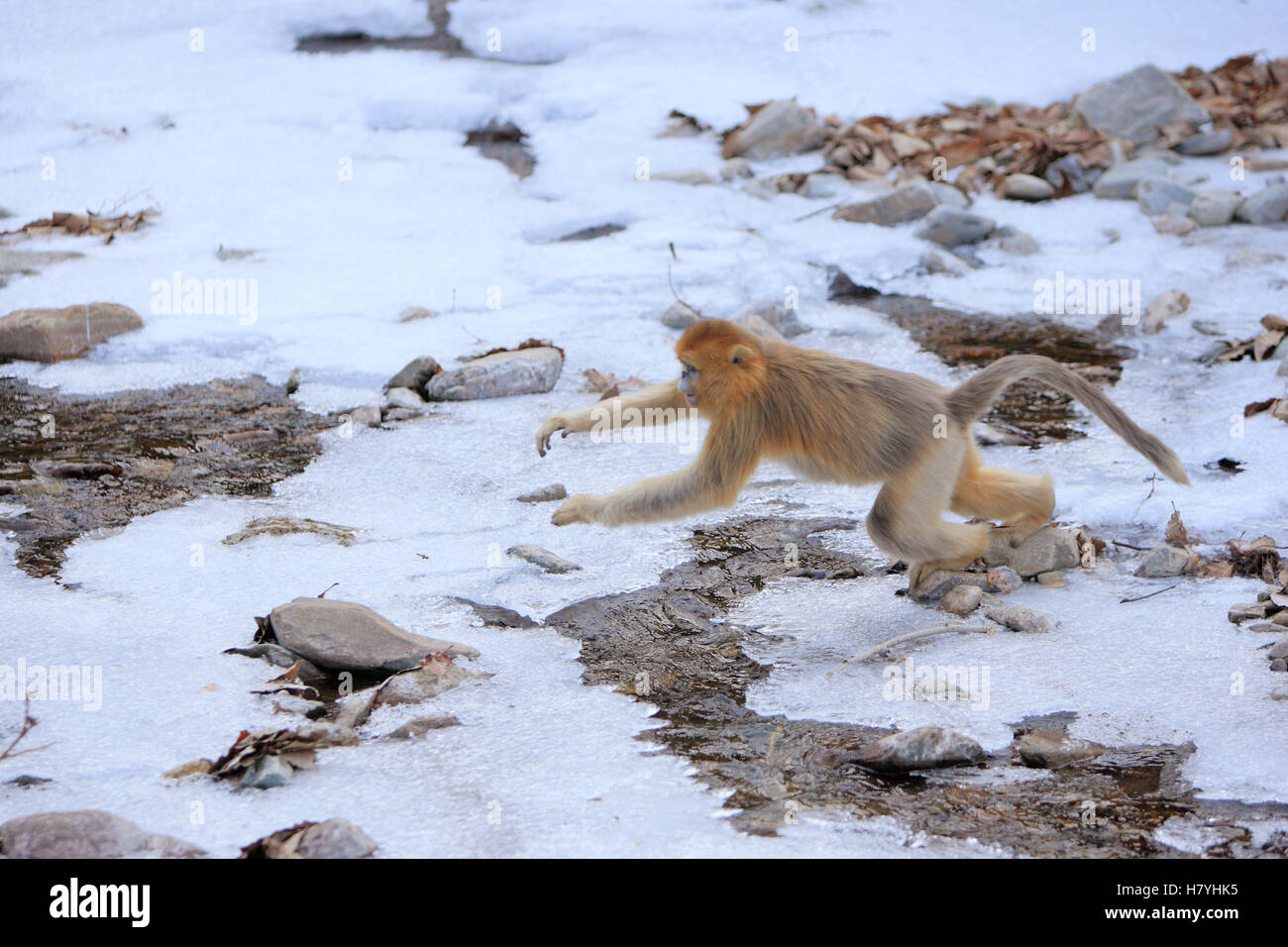 Golden Snub-nosed Monkey (Rhinopithecus roxellana) female jumping ...