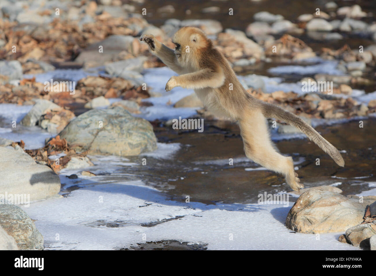 Golden Snub-nosed Monkey (Rhinopithecus roxellana) juvenile jumping ...