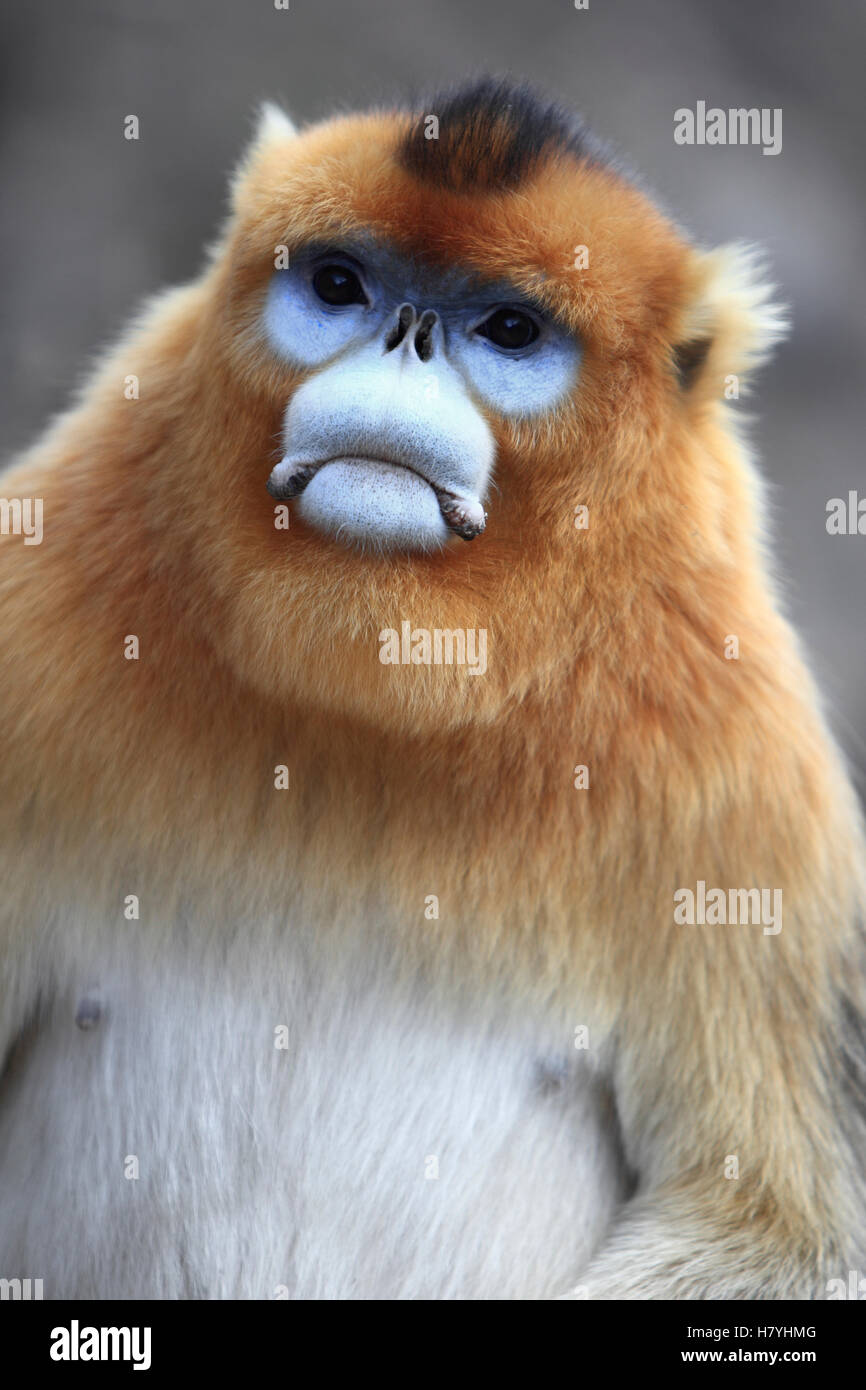 Golden Snub-nosed Monkey (Rhinopithecus roxellana) male, Qinling ...