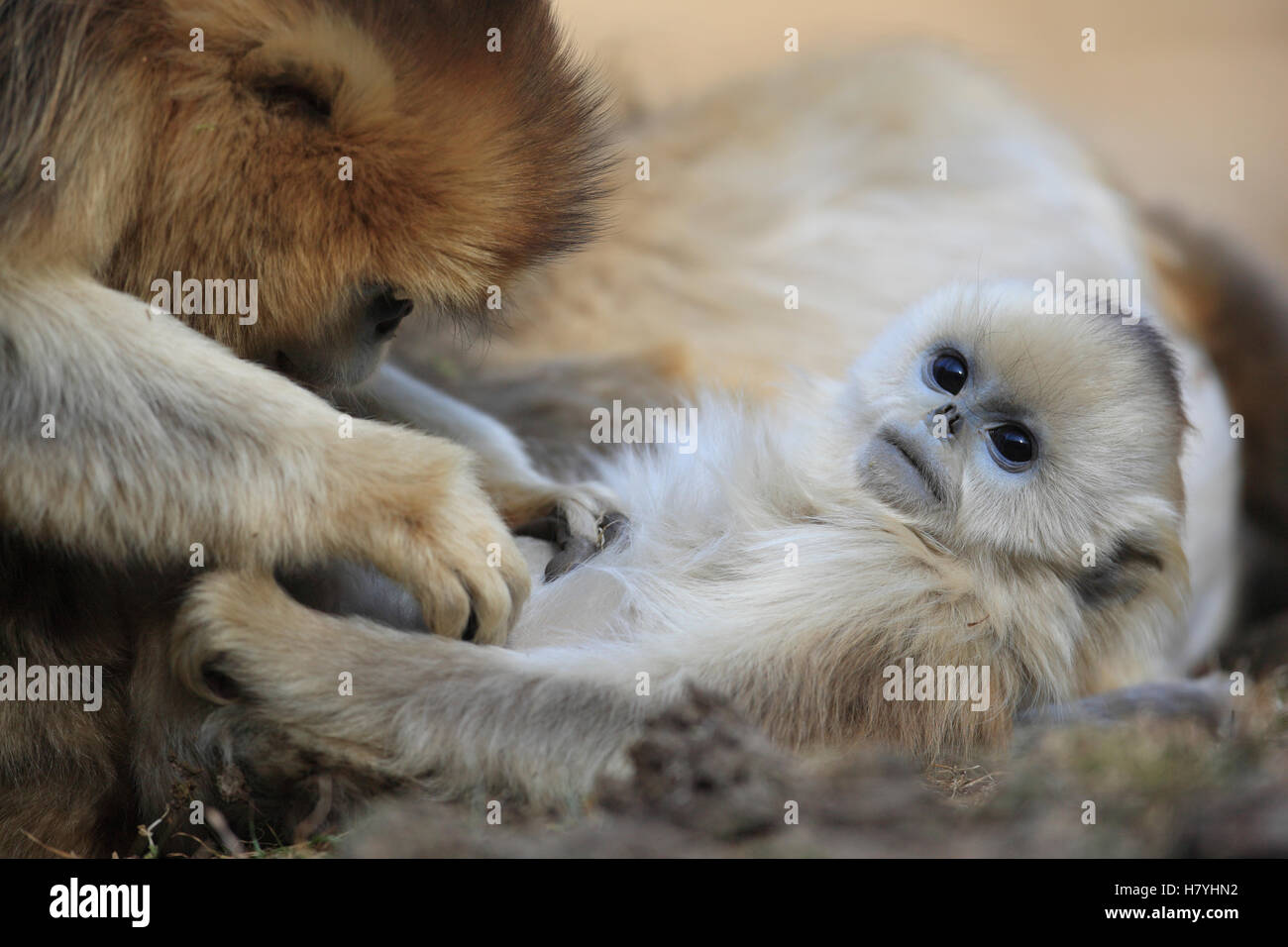 Golden Snub-nosed Monkey (Rhinopithecus roxellana) female grooming ...