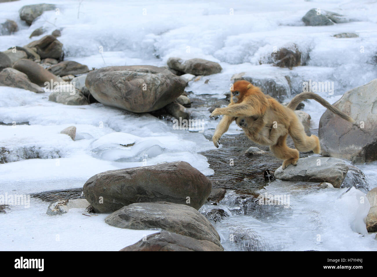 Golden Snub-nosed Monkey (Rhinopithecus roxellana) female jumping ...