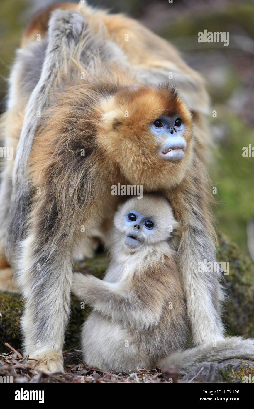 Golden Snub-nosed Monkey (Rhinopithecus roxellana) female and young ...